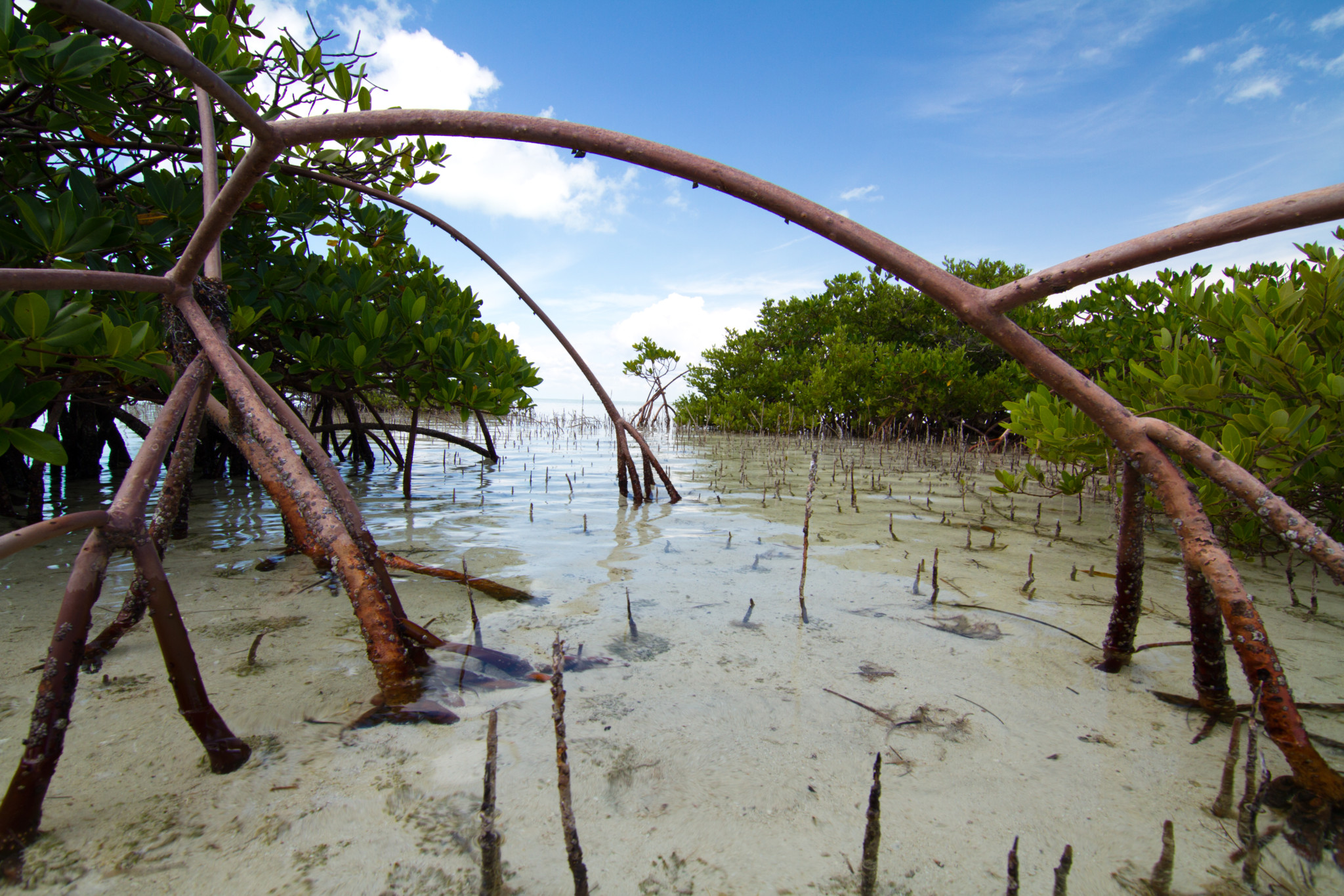 Mangroves - Parallax Films